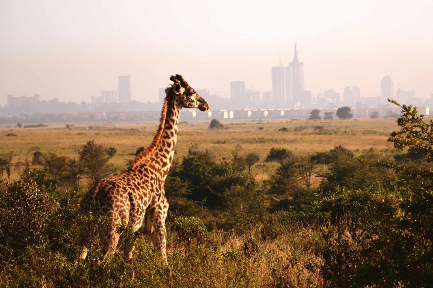 9 Reasons to Add a Visit to Nairobi to Your Bucket List